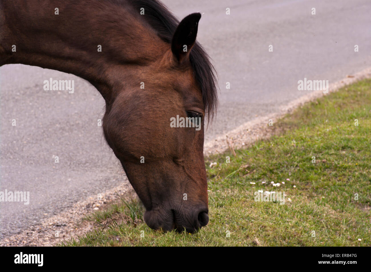 Head Side View Of Brown New Forest Pony Horse Grazing Stock Photo - Alamy