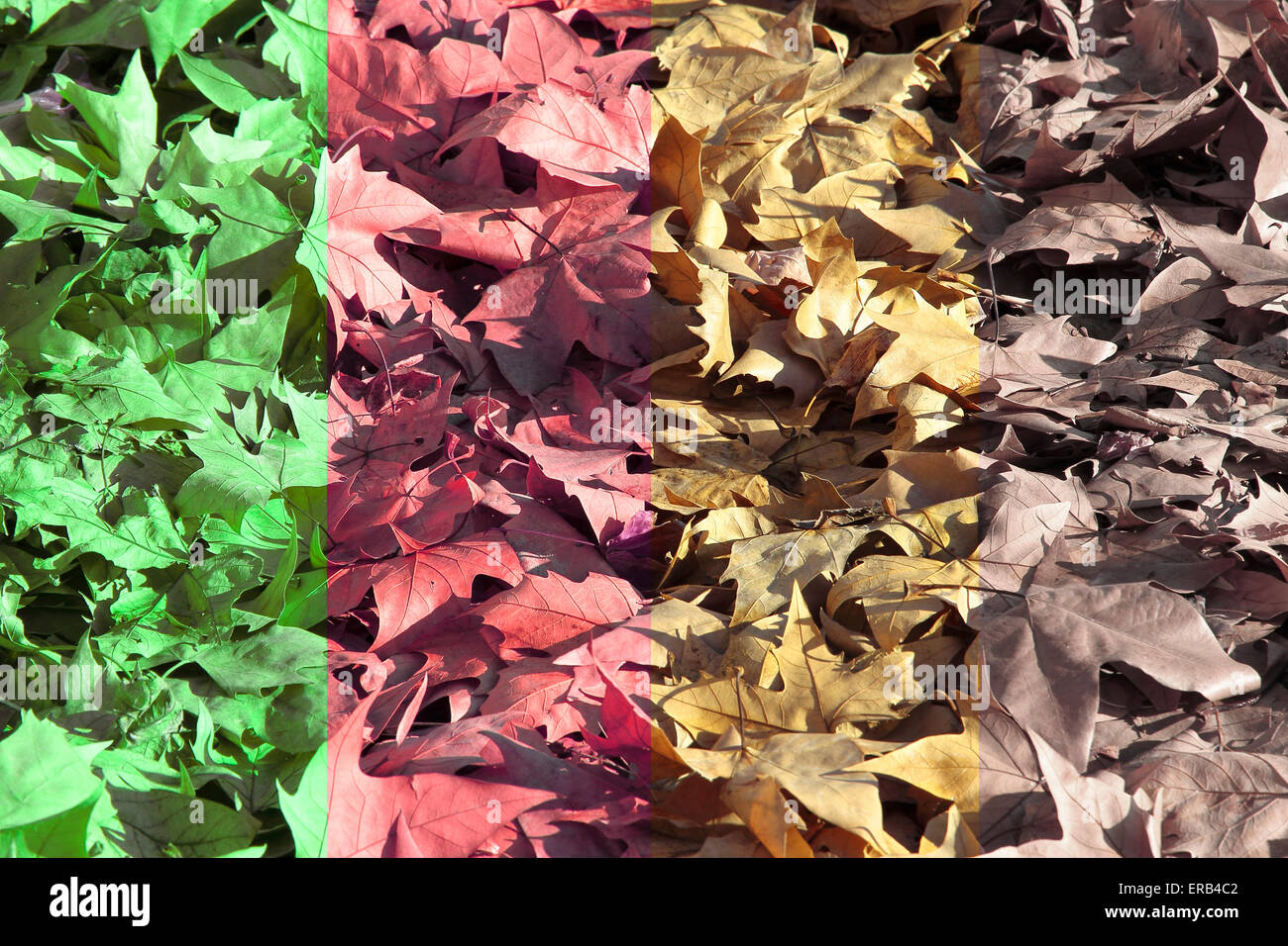 differents colors of leaves to represent the pass of time Stock Photo ...