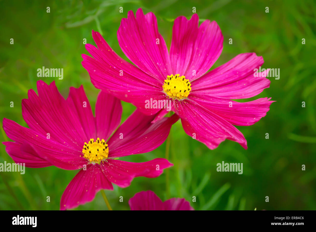 Deep pink blooms of cosmos Stock Photo - Alamy