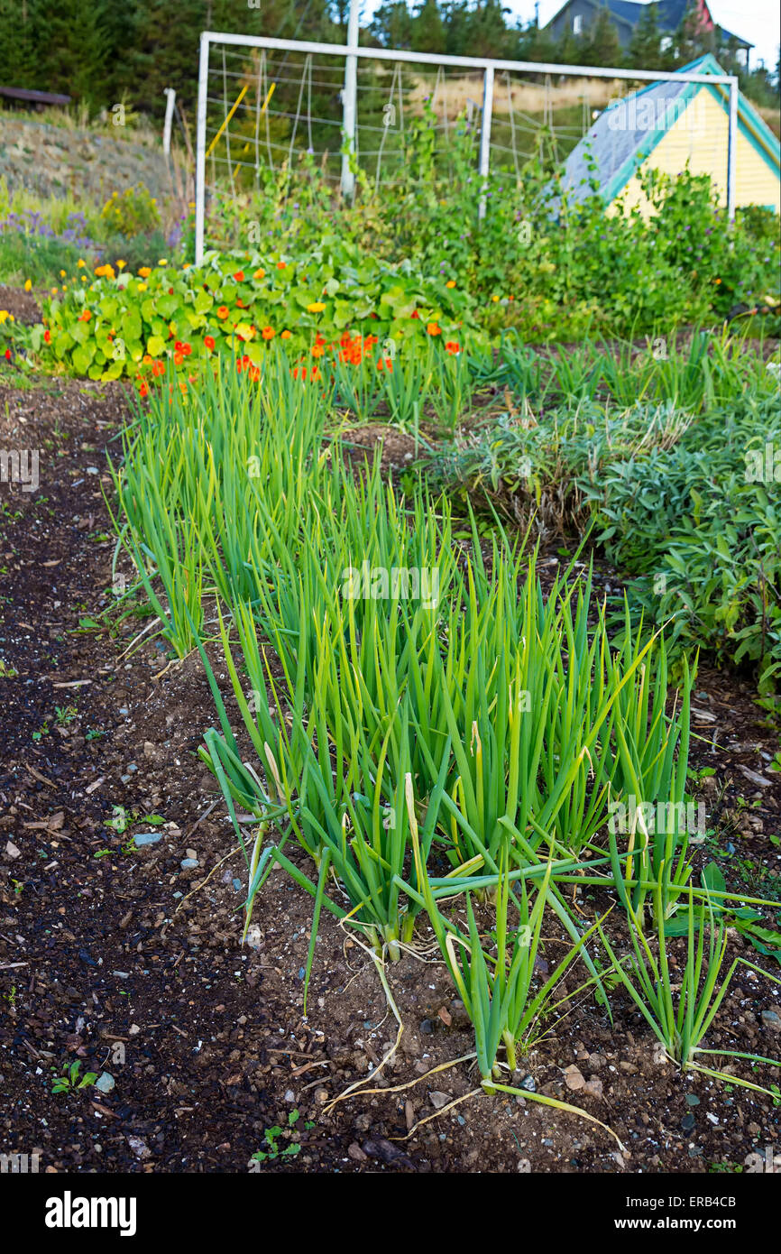 A wide row of onion plants in a mixed vegetable garden Stock Photo - Alamy