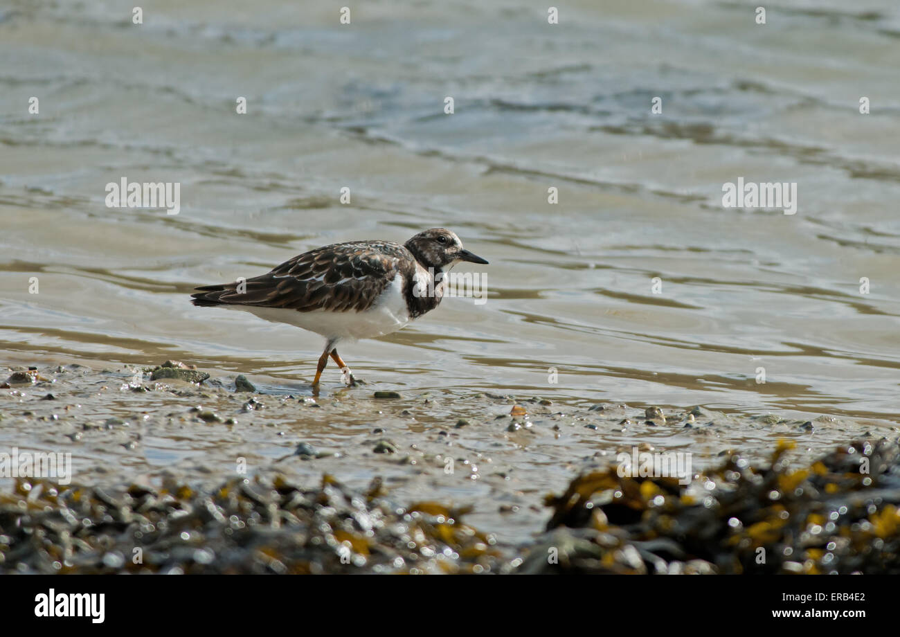 Arenaria interpres uk hi-res stock photography and images - Alamy