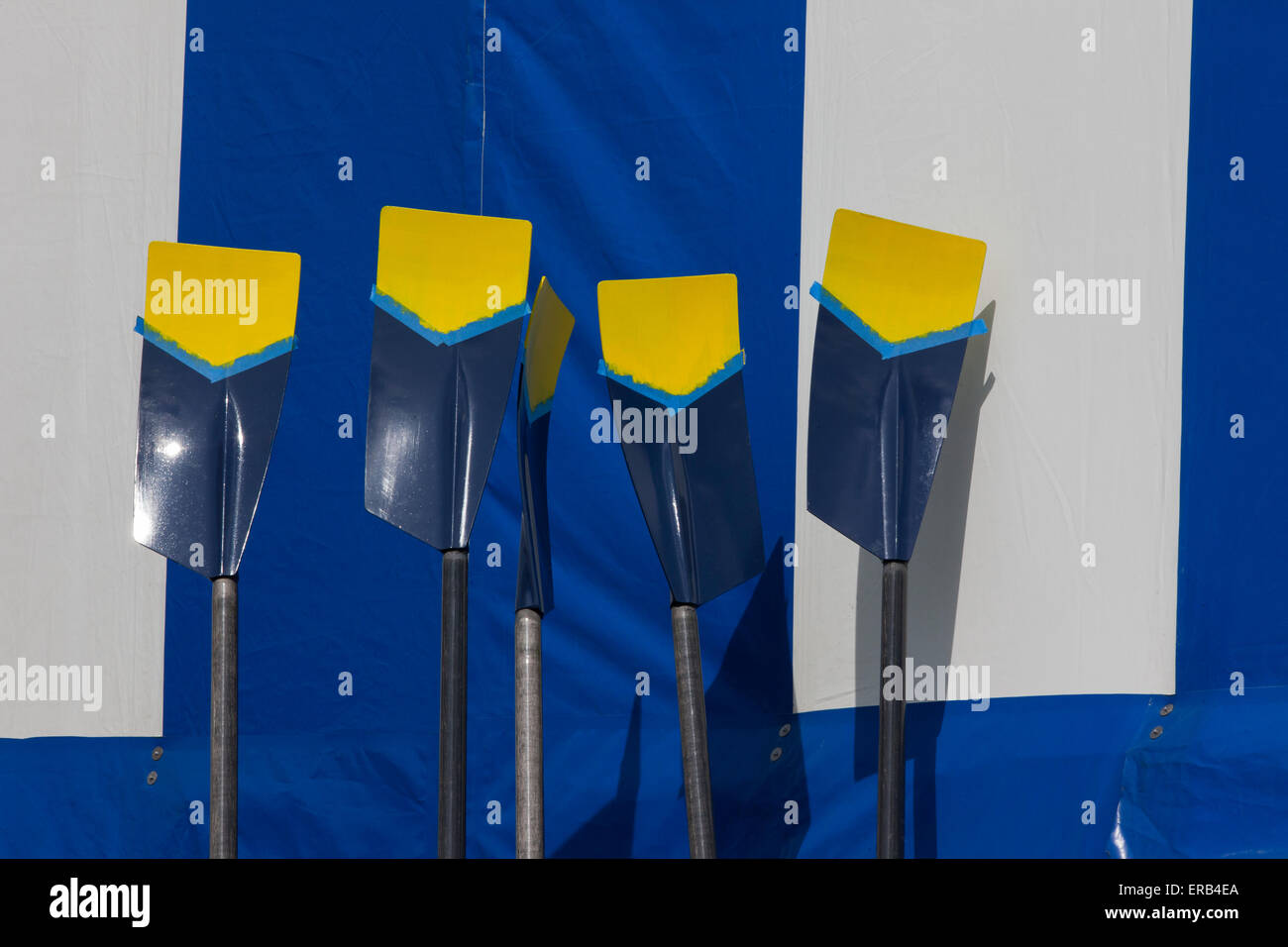 yellow and blue rowing blades on a blue and white striped background ...