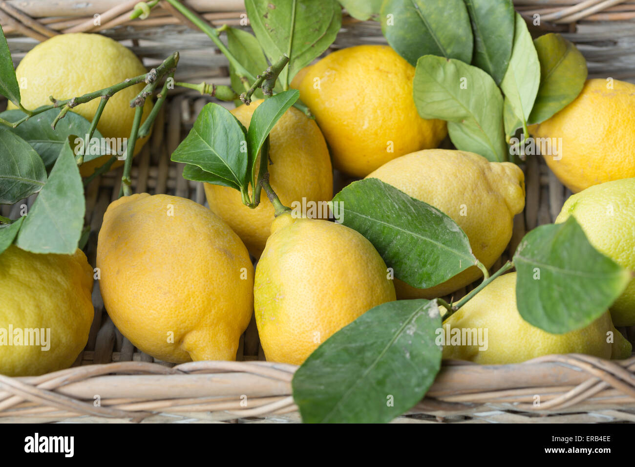 Lemons Amalfi Italy Stock Photos & Lemons Amalfi Italy Stock Images - Alamy