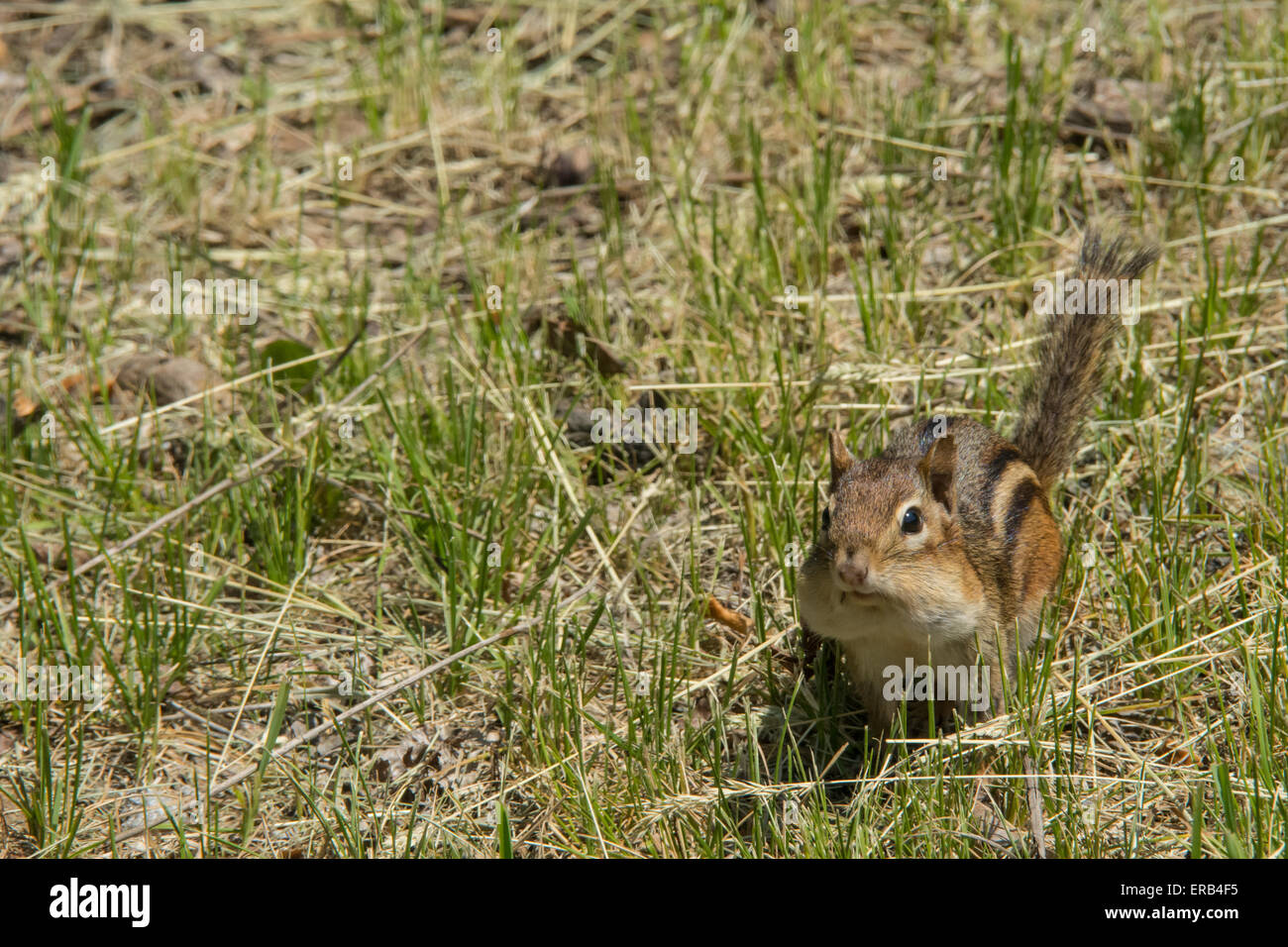 Chipmunk behavior hi-res stock photography and images - Alamy