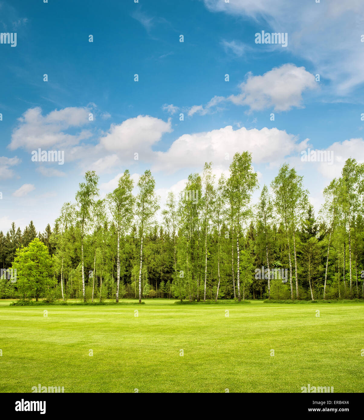 Green park trees over blue sky. Formal garden. Spring grass field Stock ...