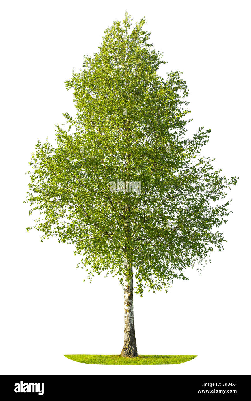 Green spring birch tree isolated on white background. Nature object ...