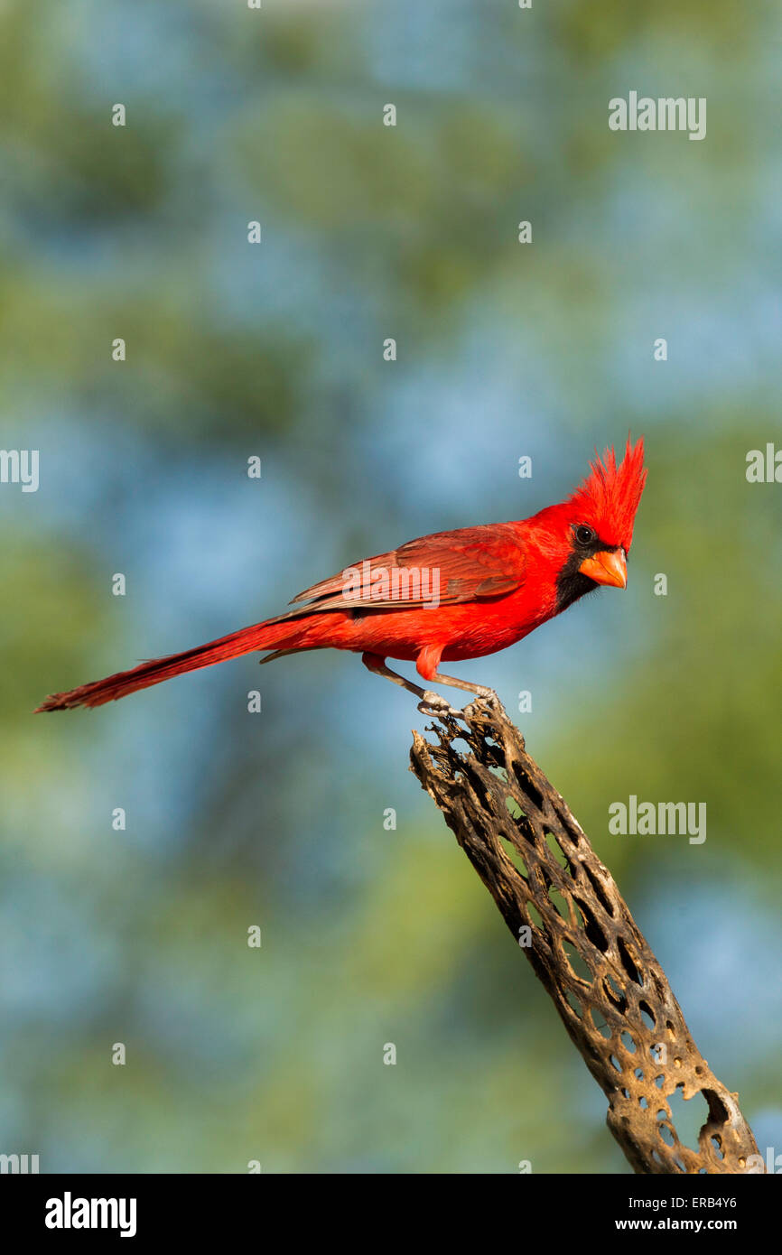 Northern Cardinal Cardinalis cardinalis Amado, Santa Cruz County ...