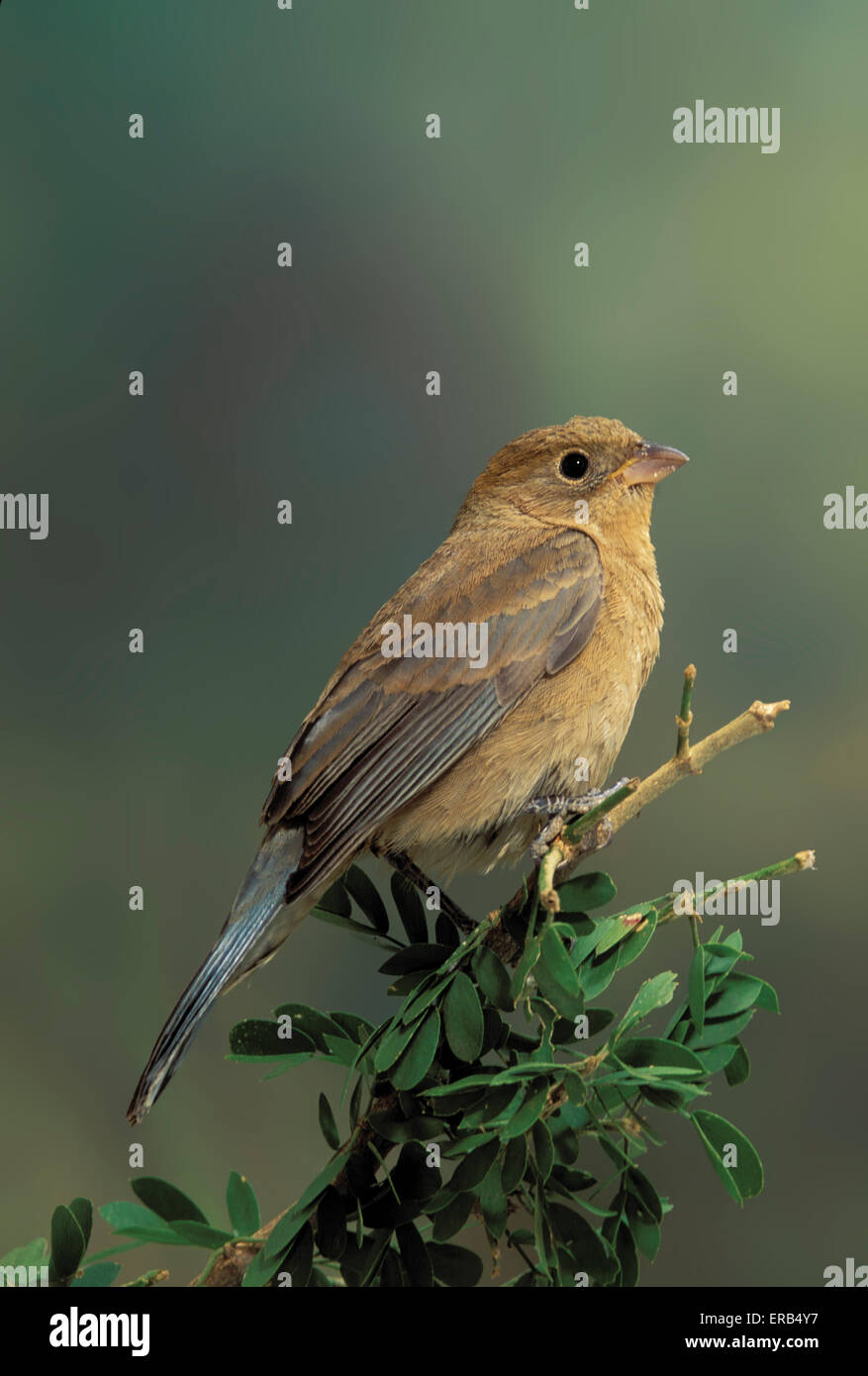 Passerina versicolor hi-res stock photography and images - Alamy
