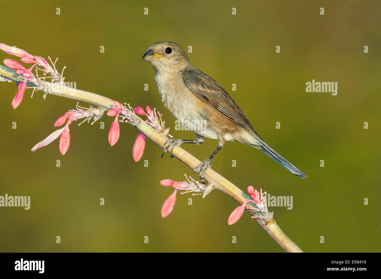 Passerina versicolor hi-res stock photography and images - Alamy