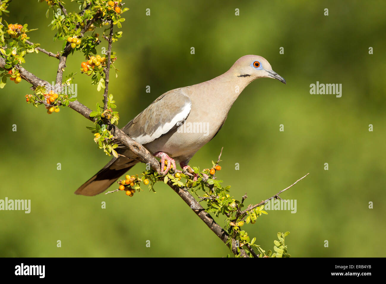 White-winged Dove Zenaida asiatica Amado, Santa Cruz County, Arizona ...