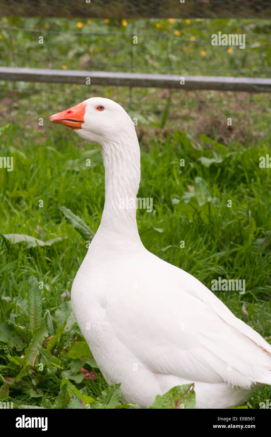 White Goose High Resolution Stock Photography and Images - Alamy