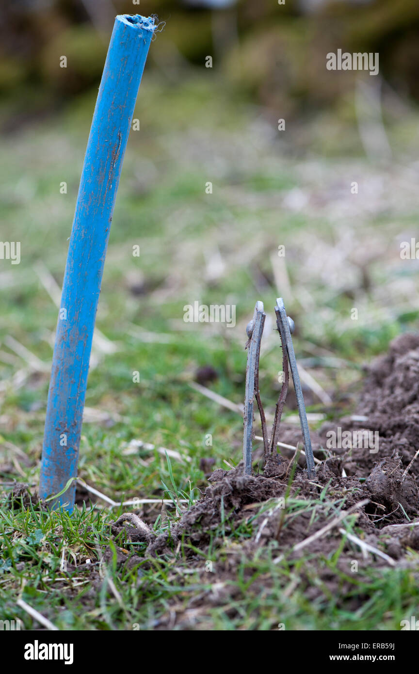 Mole trap hi-res stock photography and images - Alamy