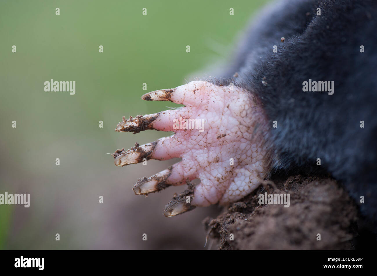 Mole digging burrow hi-res stock photography and images - Alamy