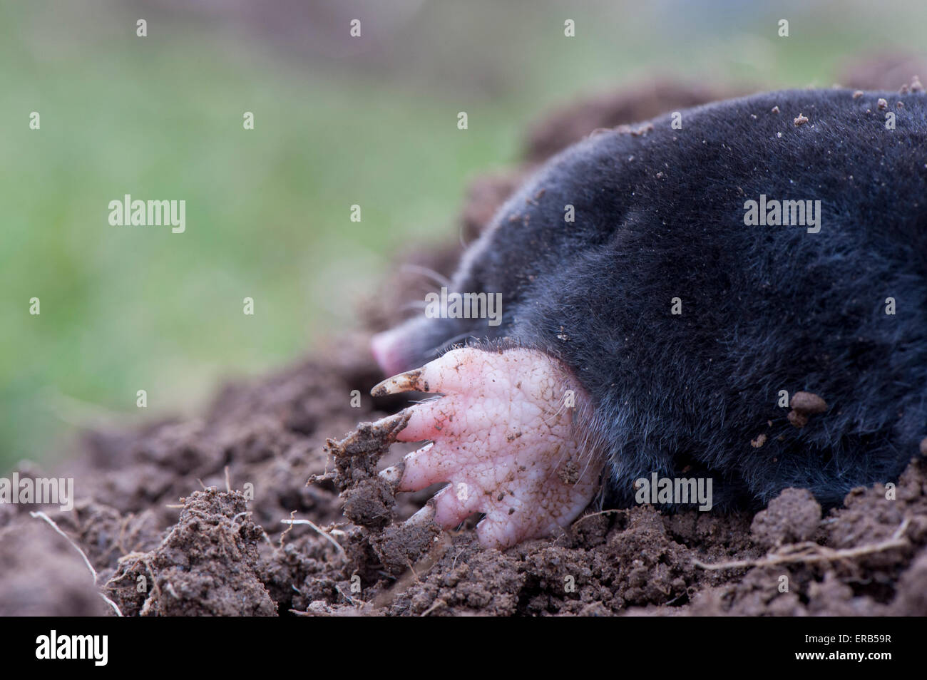Common mole above ground, showing strong front feet used for digging ...