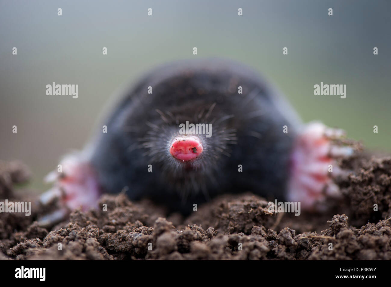 Mole Digging Burrow High Resolution Stock Photography and Images - Alamy