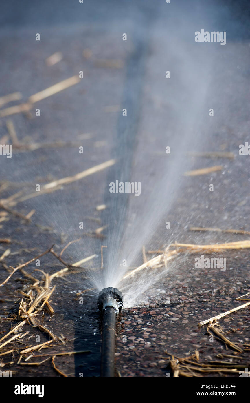 Water spraying out of a leak in a worn hosepipe. UK Stock Photo - Alamy