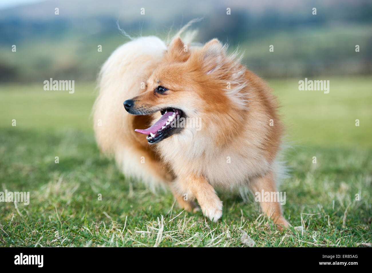 German spitz dog hi-res stock photography and images - Alamy