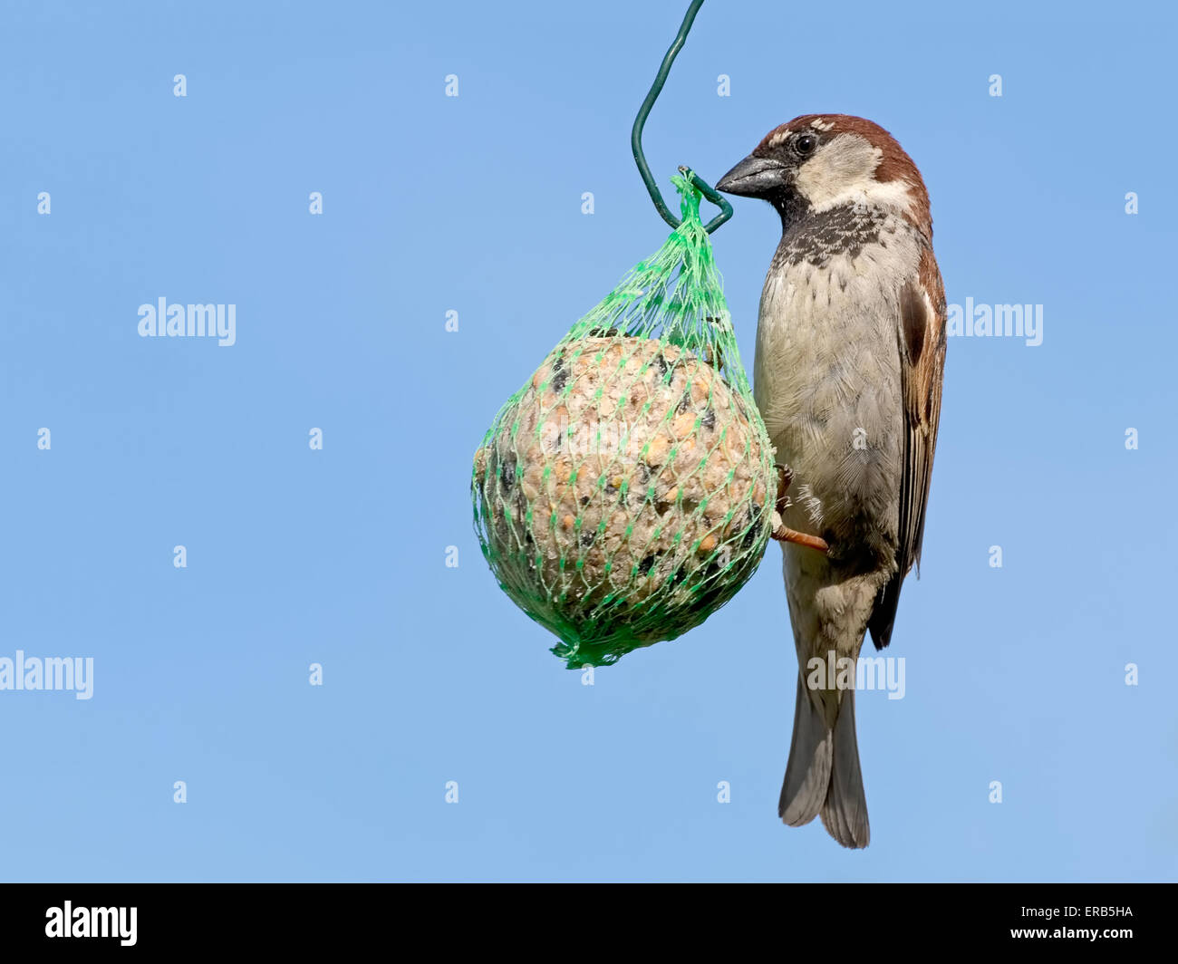 Male house sparrow hi-res stock photography and images - Alamy