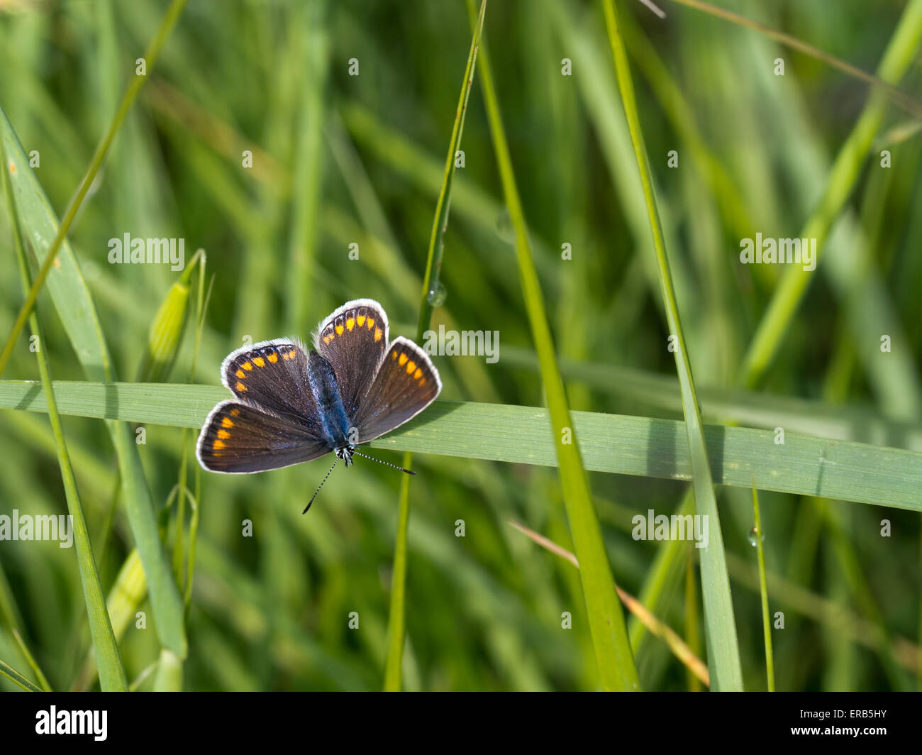 Female.Common Blue Polyommatus icarus butterfly Stock Photo - Alamy