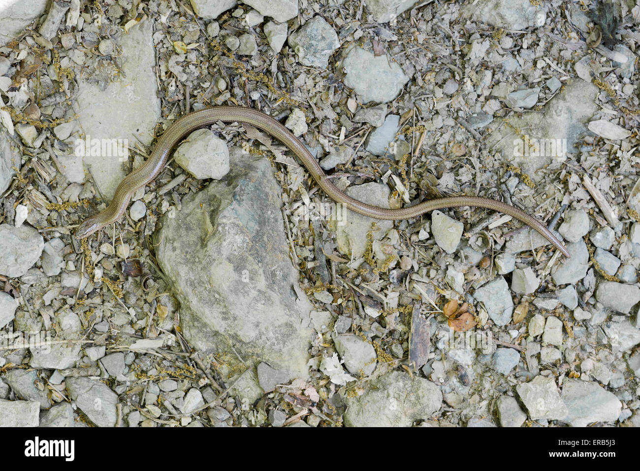 Limbless reptile hi-res stock photography and images - Alamy
