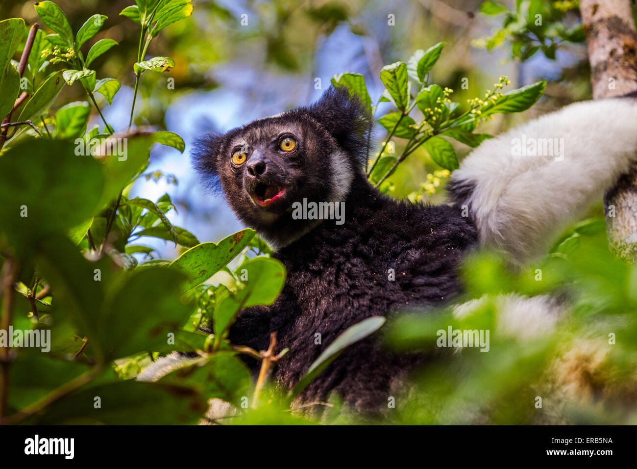 An Indri high up in a tree in Andasibe Mantadia National Park ...