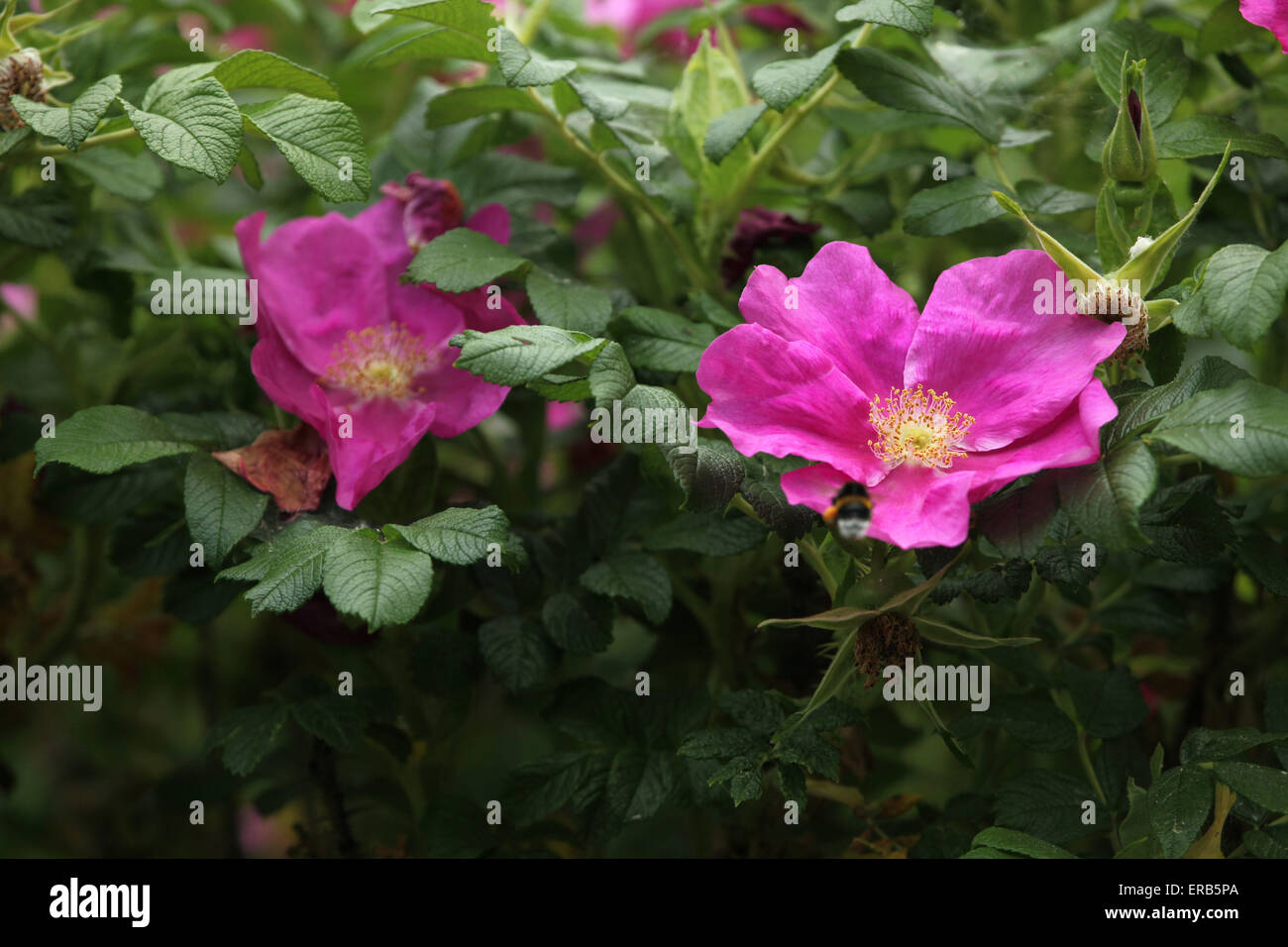 Flowers of dog-rose (Rosa canina Stock Photo - Alamy