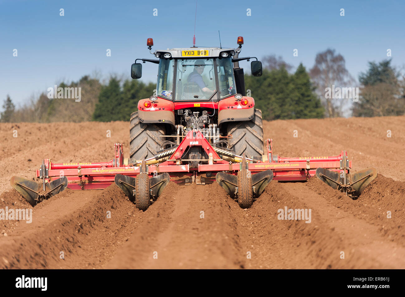 Making ridges for potato crop using a ridger pulled by a Massey ...