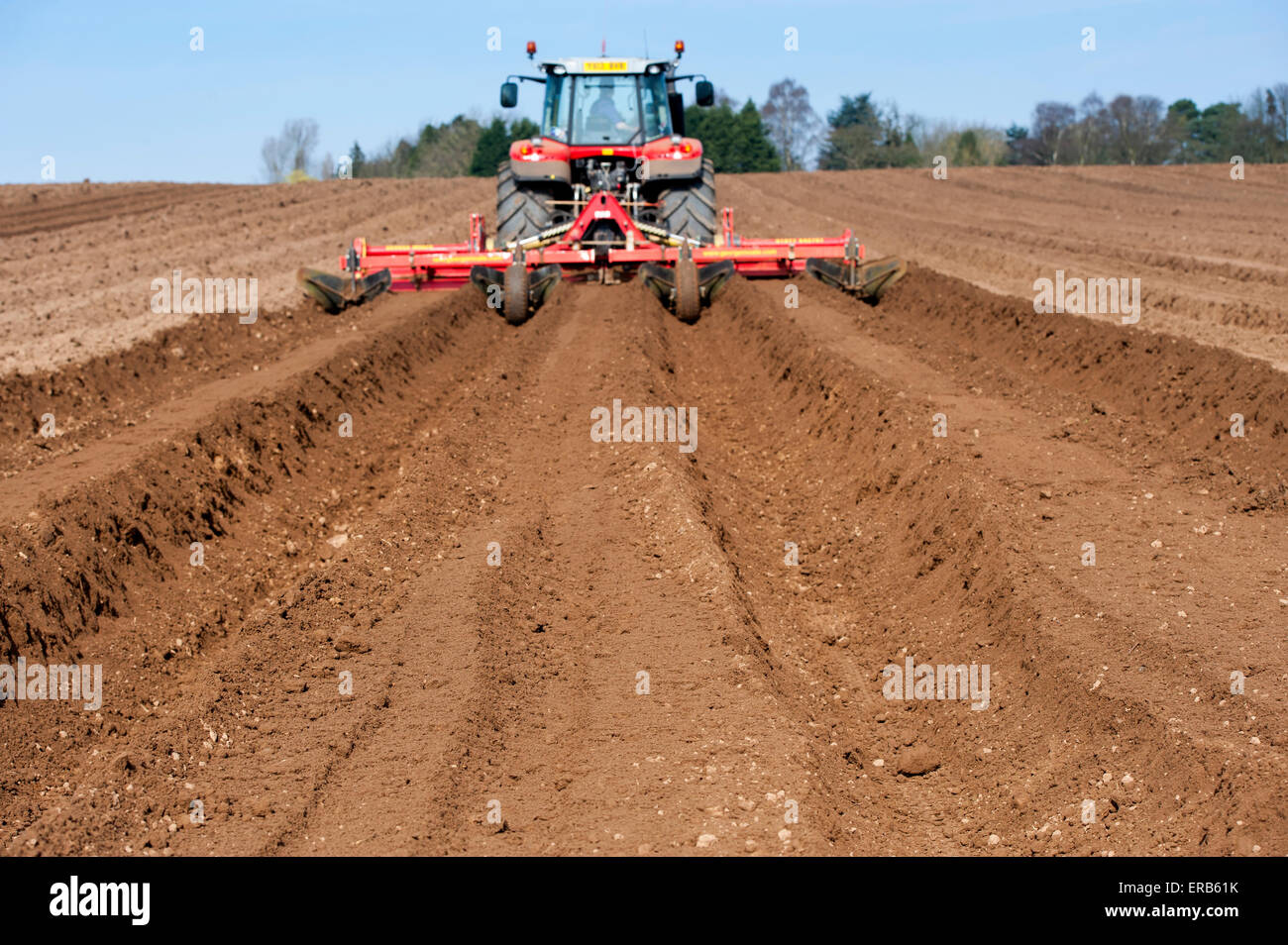 Making ridges for potato crop using a ridger pulled by a Massey ...