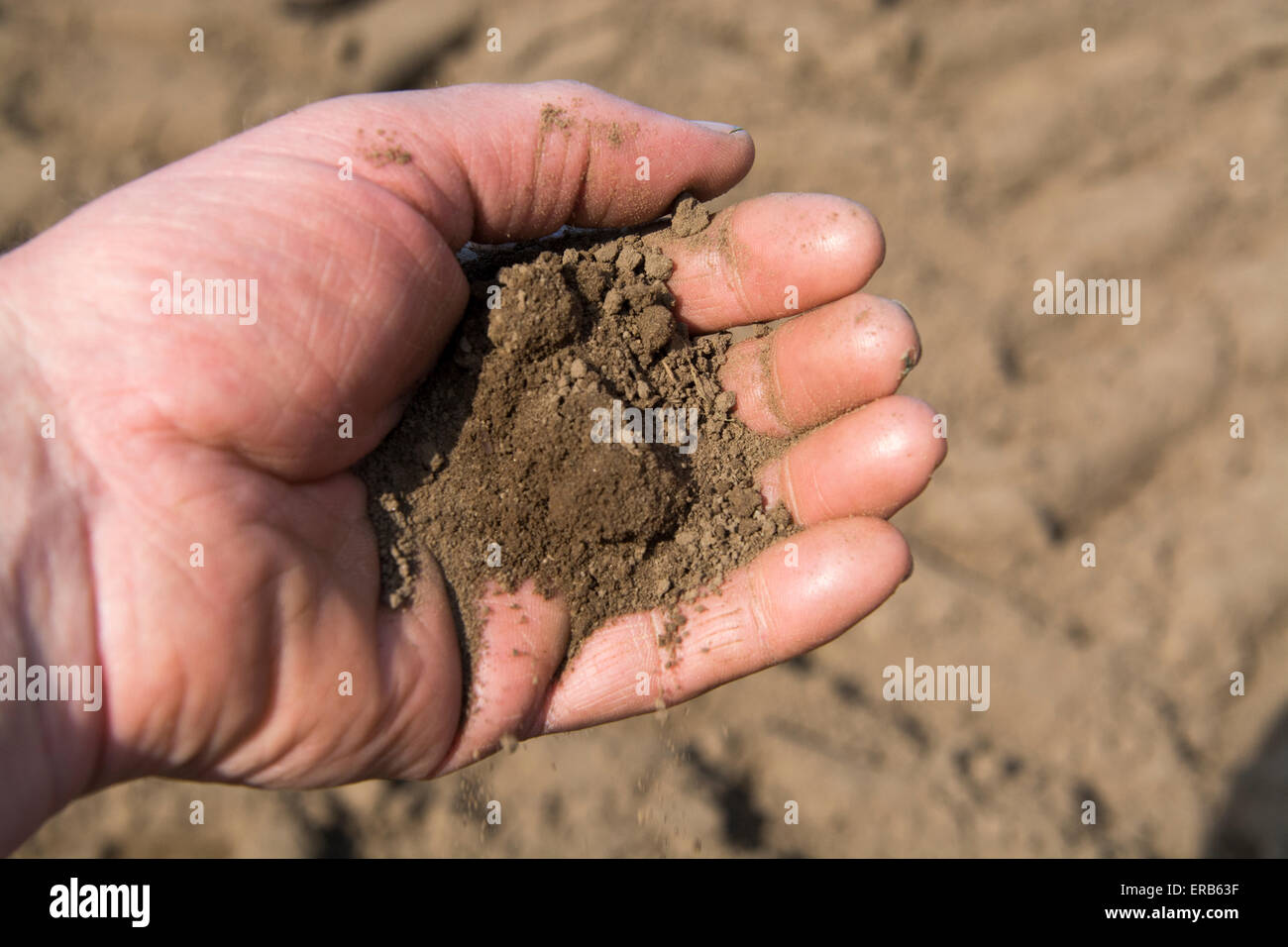 Soil held in farmers hand, showing the fine loam created in the seed ...