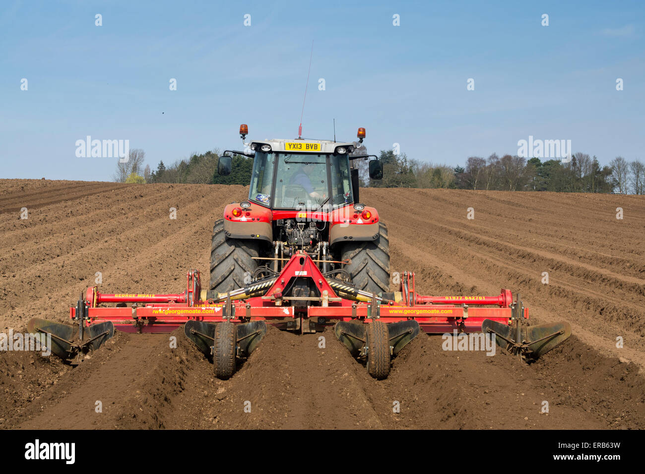 Making ridges for potato crop using a ridger pulled by a Massey ...