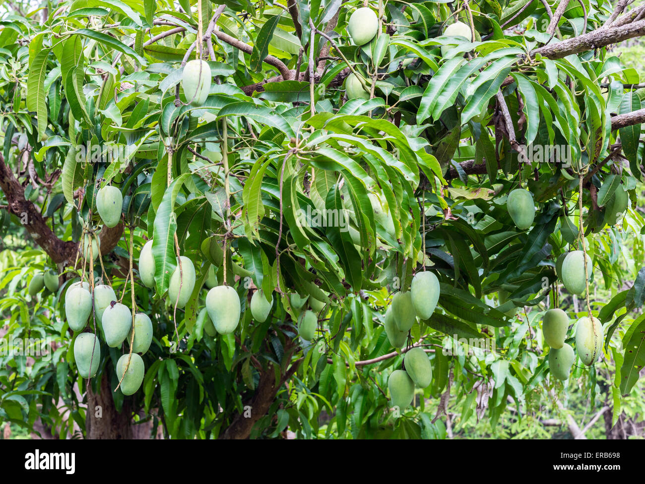 Mango bunch of the organic farm in Thailand Stock Photo - Alamy