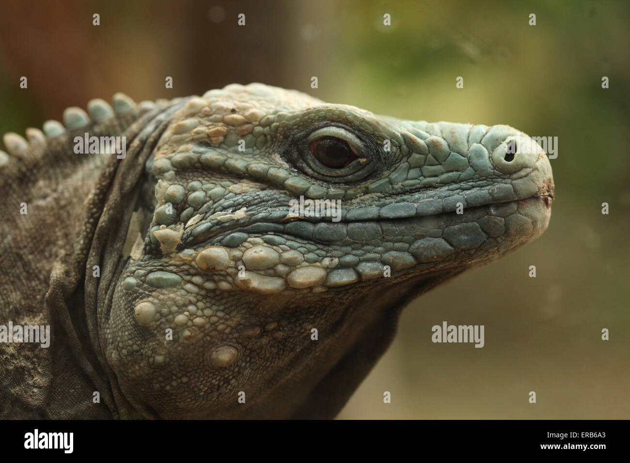Blue iguana (Cyclura lewisi), also known as the Grand Cayman iguana at ...