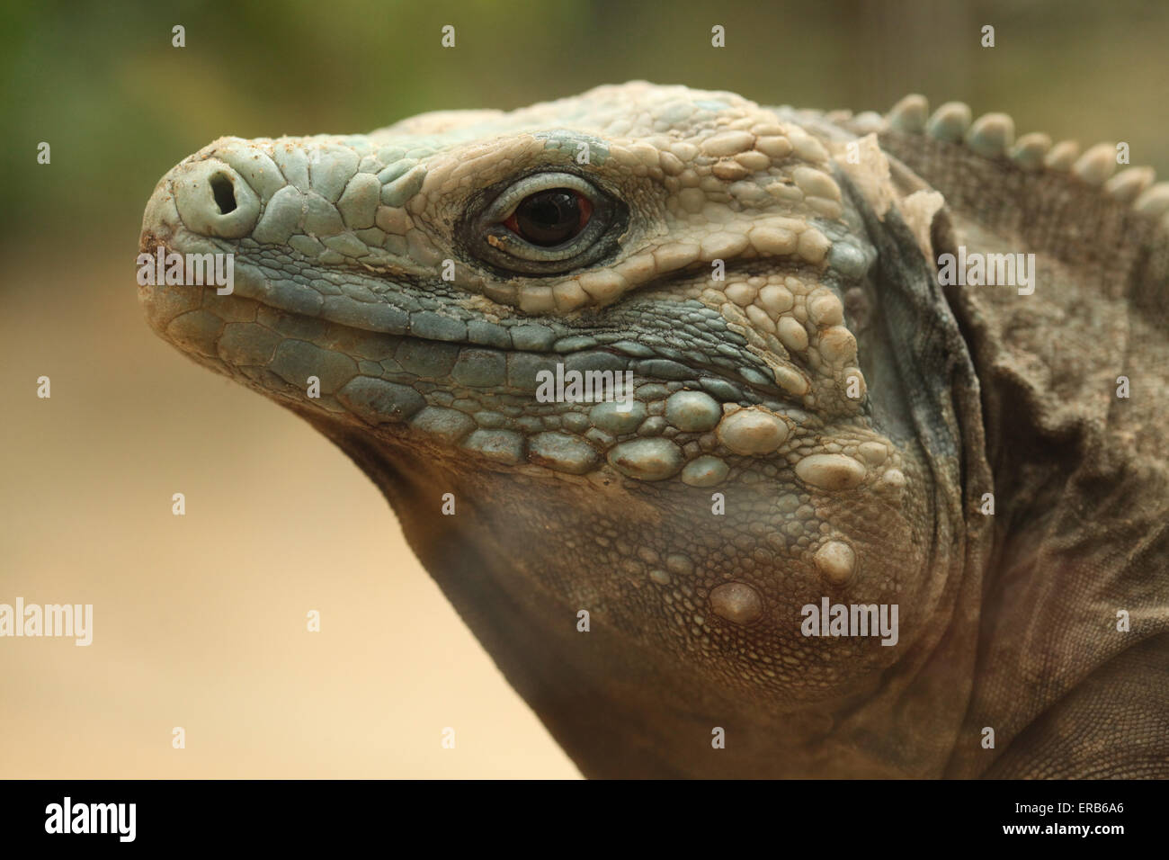 Blue iguana (Cyclura lewisi), also known as the Grand Cayman iguana at ...
