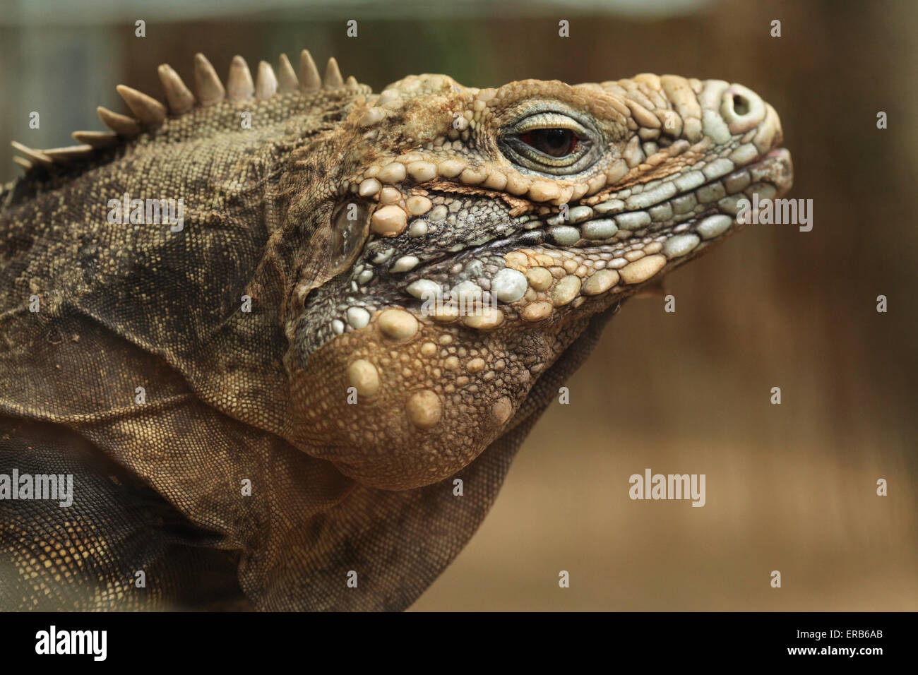 Cyclura nubila hi-res stock photography and images - Alamy