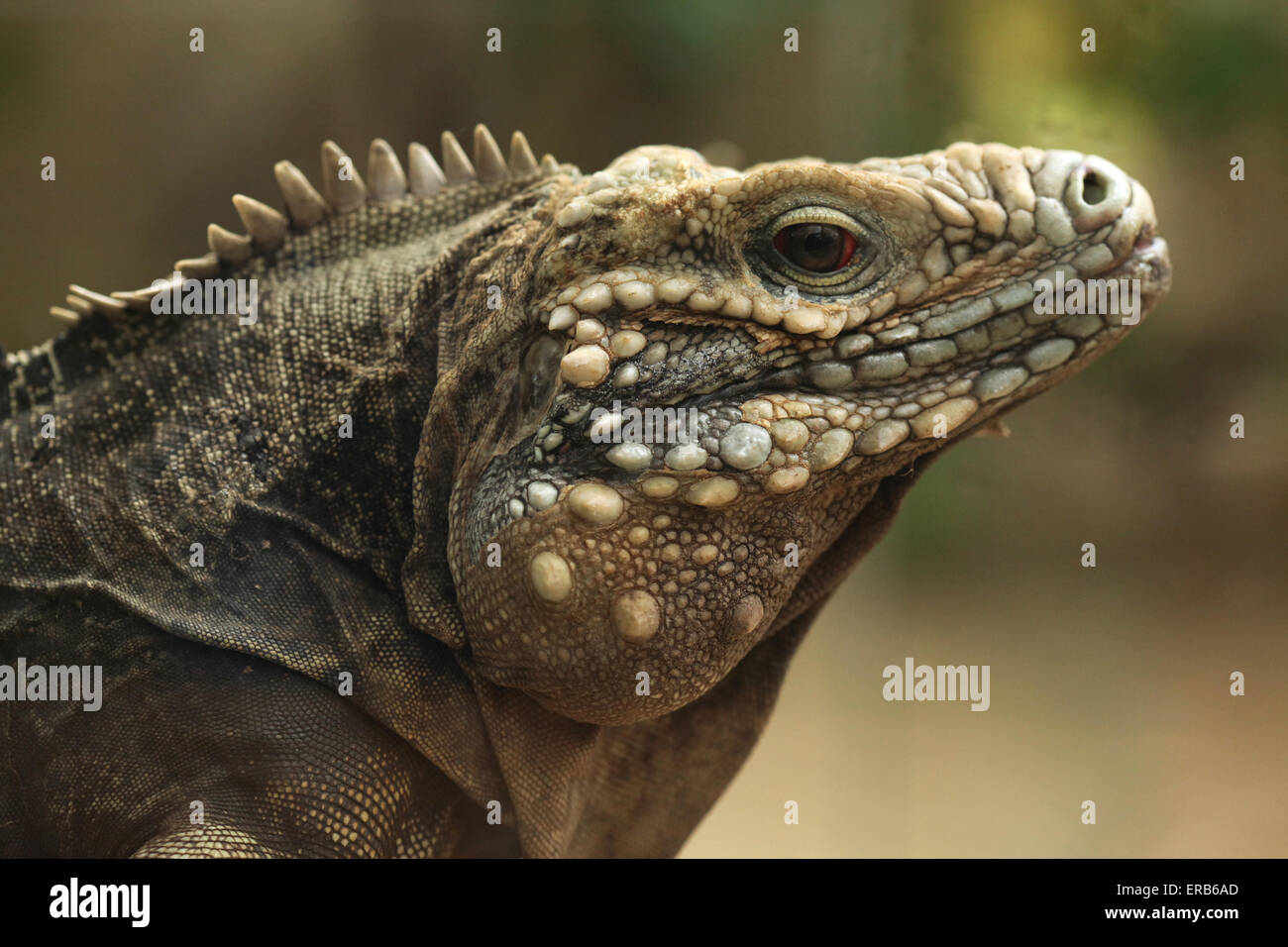 Cuban rock iguana (Cyclura nubila), also known as the Cuban ground ...