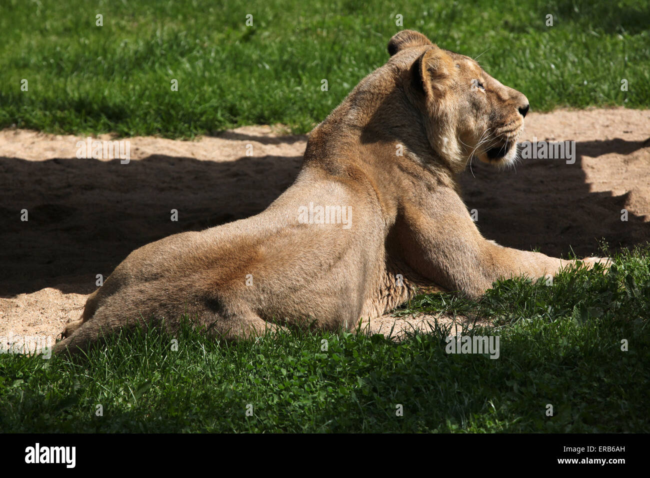 Female Asiatic lion (Panthera leo persica), also known as the Indian ...