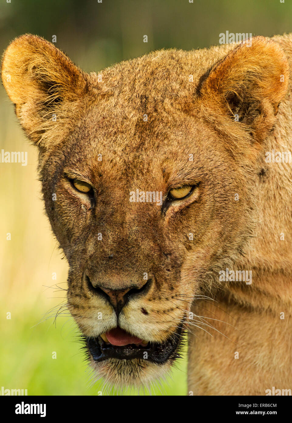 Lioness stare hi-res stock photography and images - Alamy