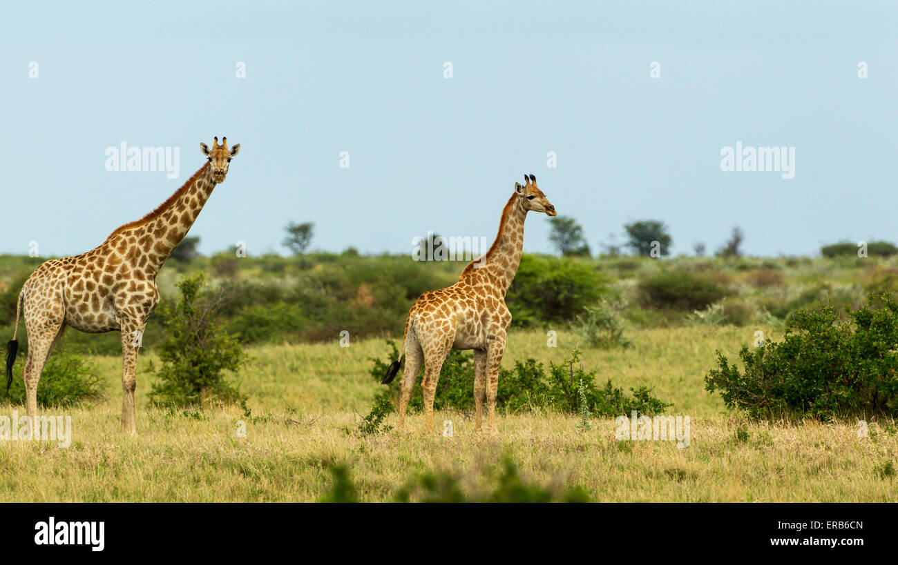 Grassland with giraffe hi-res stock photography and images - Alamy
