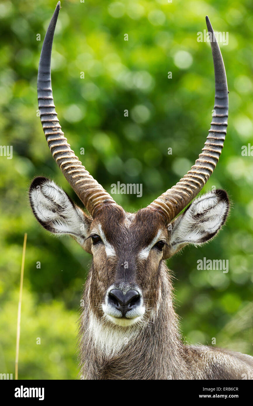 Waterbuck portrait hi-res stock photography and images - Alamy