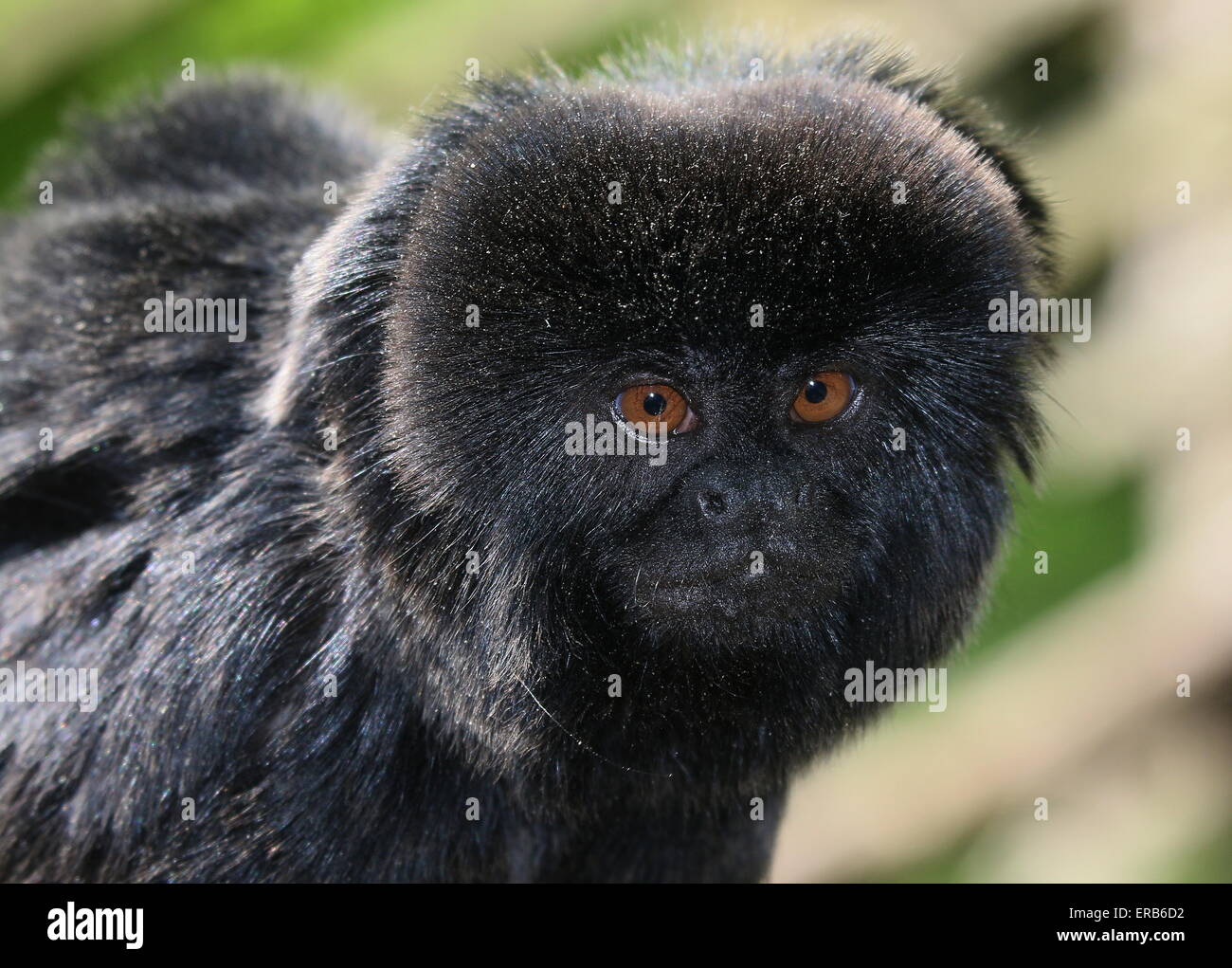 South American Goeldi's marmoset monkey (Callimico goeldii), detailed ...
