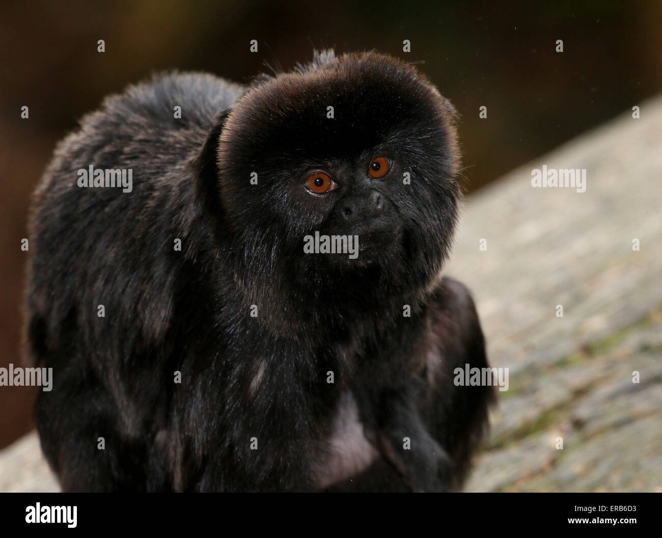 South American Goeldi's marmoset monkey (Callimico goeldii Stock Photo ...