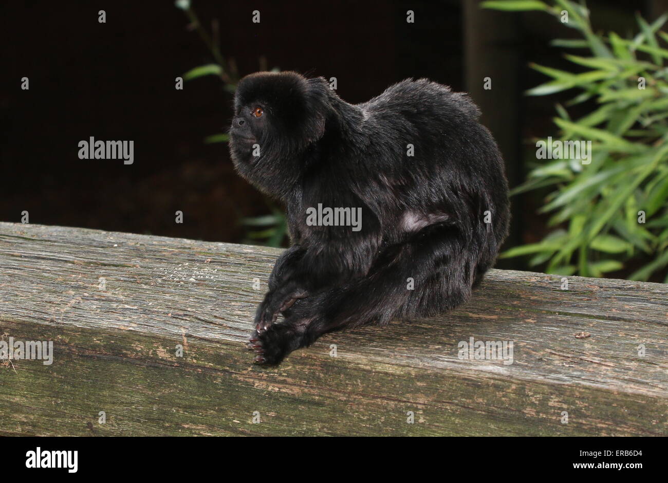 South American Goeldi's marmoset monkey (Callimico goeldii), native to ...
