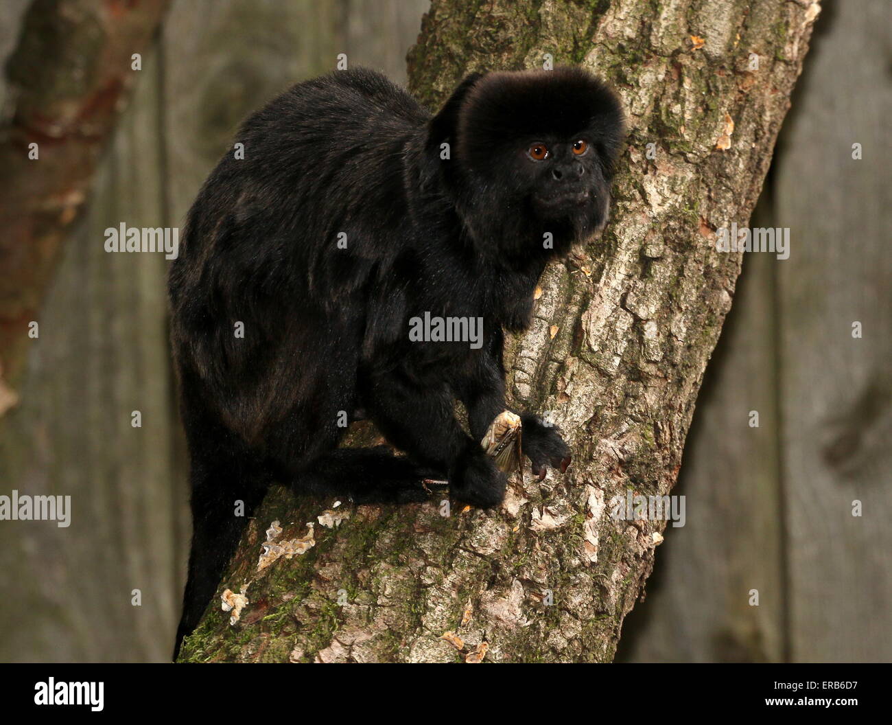 Tamarino de goeldi hi-res stock photography and images - Alamy