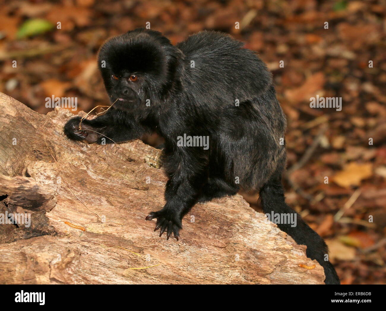 South American Goeldi's marmoset monkey (Callimico goeldii) posing on a ...