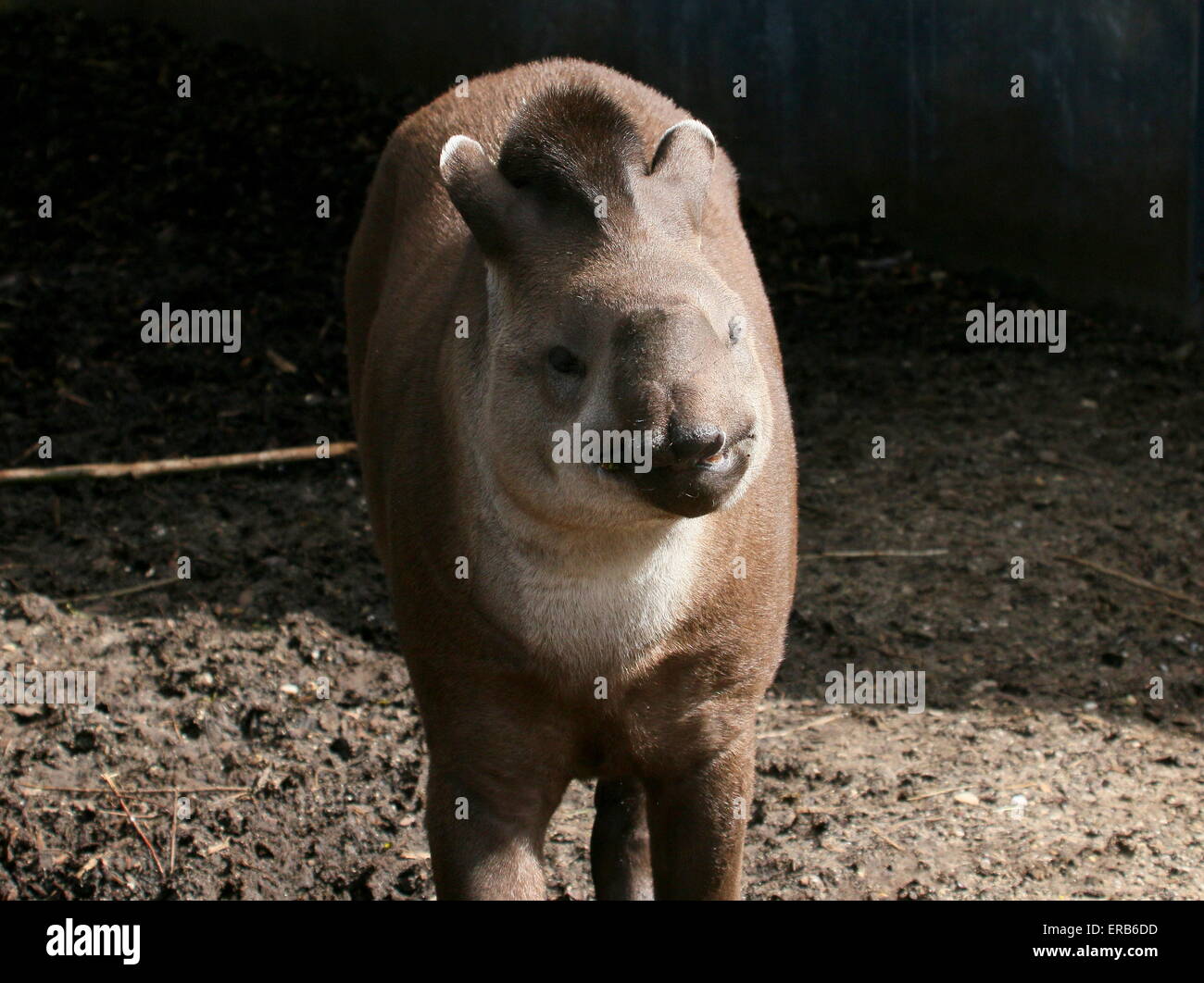 Tapire hi-res stock photography and images - Alamy