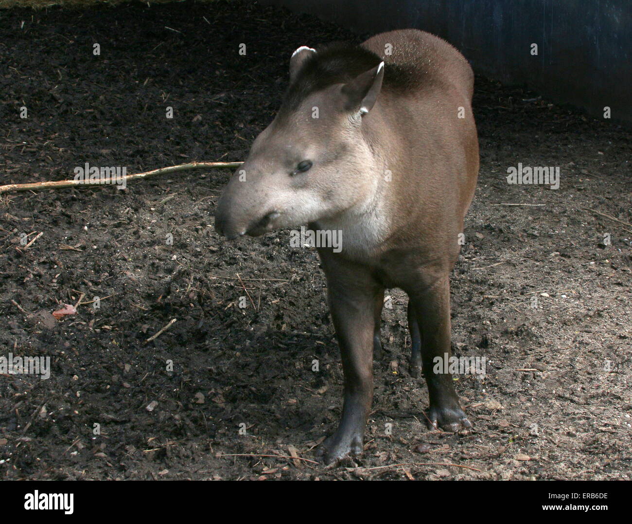 South American Lowland Tapir or Brazilian Tapir (Tapirus terrestris ...