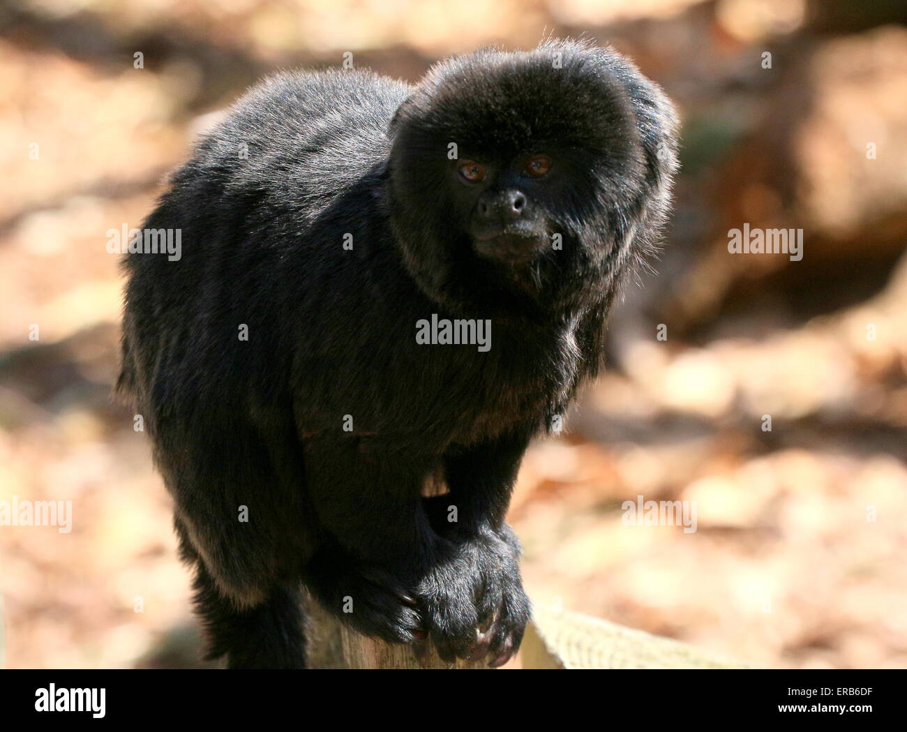 South American Goeldi's marmoset monkey (Callimico goeldii), native to ...