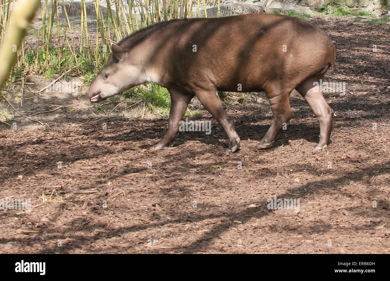 Braziliaanse tapir hi-res stock photography and images - Alamy