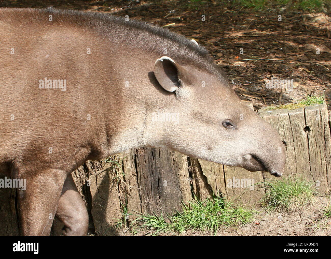 Braziliaanse tapir hi-res stock photography and images - Alamy