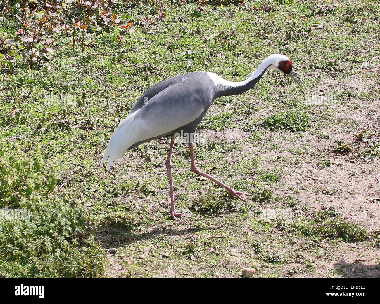 White naped crane china hi-res stock photography and images - Alamy
